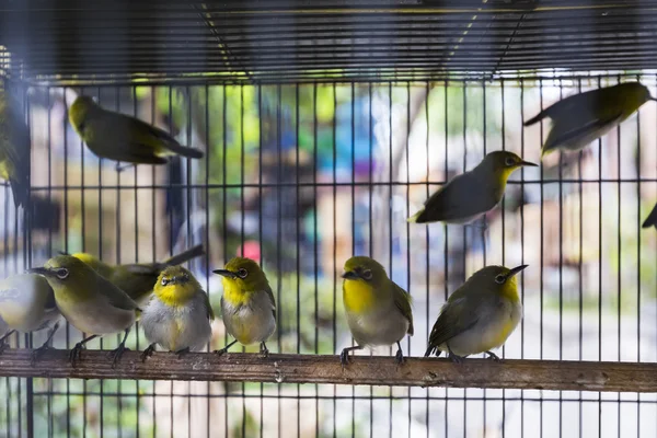 Colorful cages for sale at the bird market in Yogyakarta, Java, - Stock ...