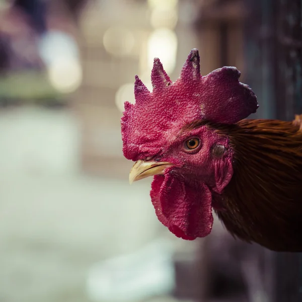 Angry chicken Stock Photos, Royalty Free Angry chicken Images ...