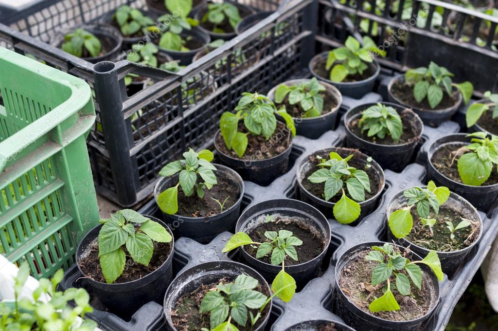 Plant seedlings Stock Photo by ©kreatorex 72227811