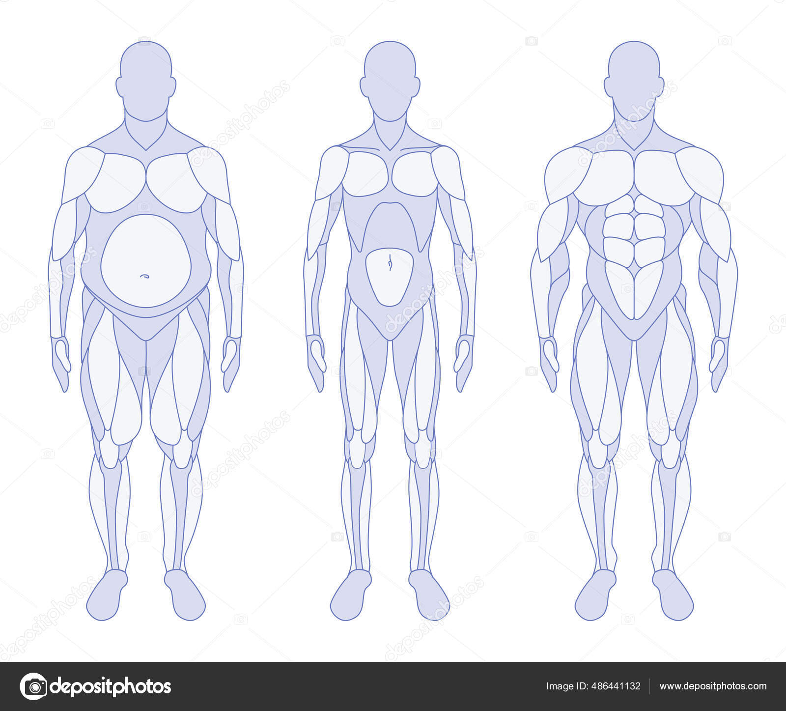 Male Body Types Anatomy Front Stock Vector Image by ©Pokutius #486441132
