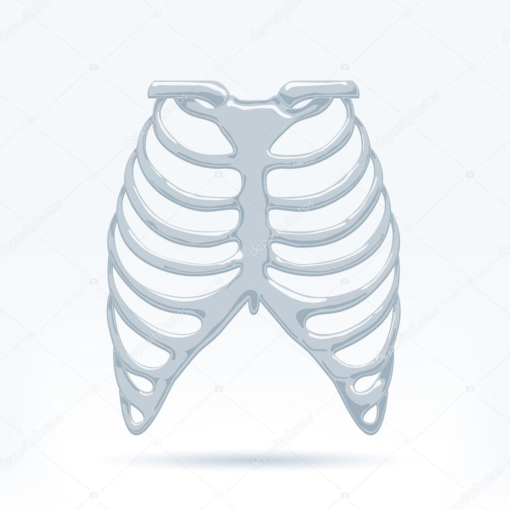 Tórax humano ilustración — Vector de stock © emirsimsek #102403244