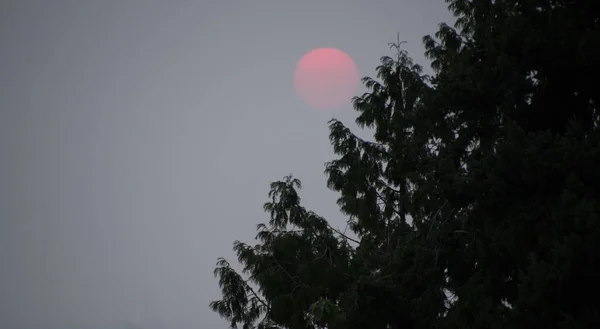 Man shows sun eclipse Stock Photos, Royalty Free Man shows sun eclipse ...