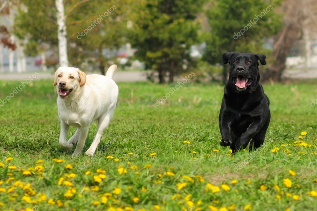 Are Labrador Retrievers Outdoor Dogs