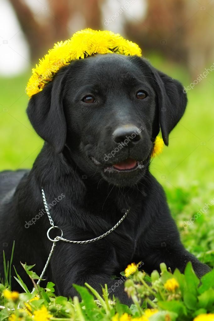 Beautiful purebred Labrador puppy lying on the grass in the summ ...