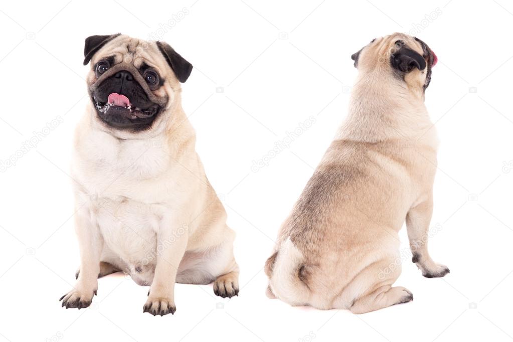 Dog Sitting From Back