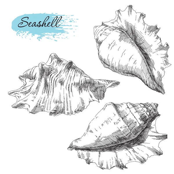 Open Seashell Drawing