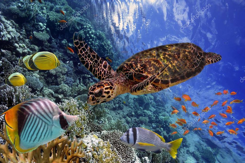 Sea Turtles With Fish