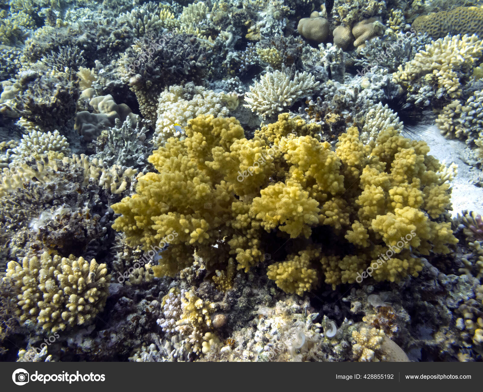 Hard Soft Coral Community Structures Red Sea — Stock Photo © Vlad61 ...
