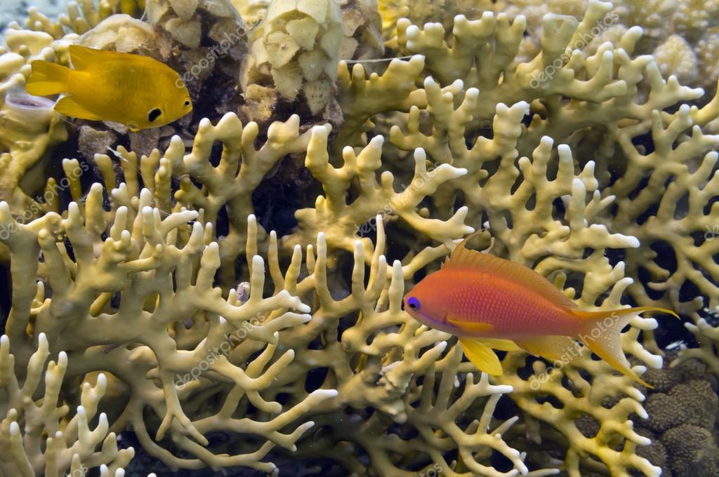 Branching Fire Coral