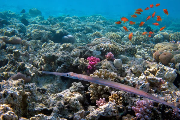 Reef cornetfish Stock Photos, Royalty Free Reef cornetfish Images ...