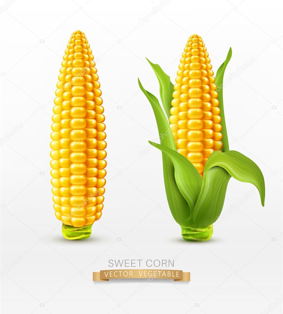 Two corns on white Stock Vector by ©Alkestida 101193102