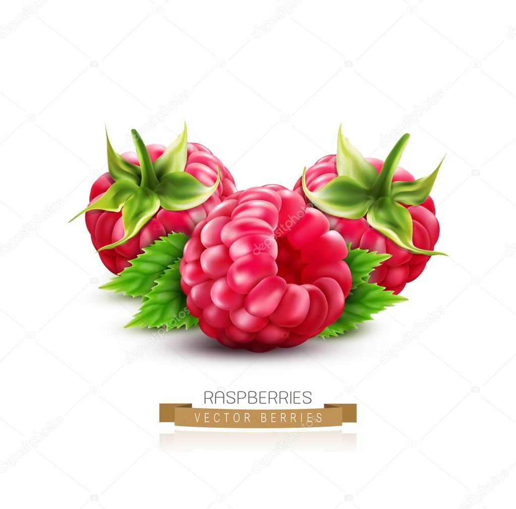 Raspberries with green leaves Stock Vector Image by ©Alkestida #116416422