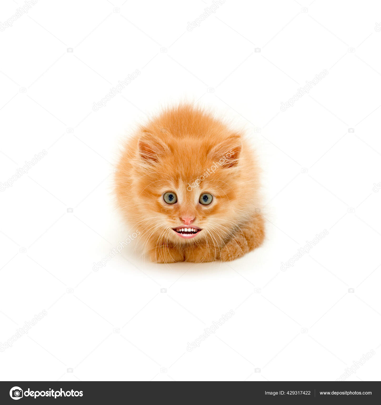 Cat With Human Smile