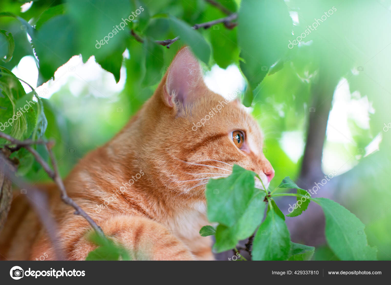 Beautiful Young Red Tabby Cat Climbs Trees Summer Nature Outdoor Stock ...