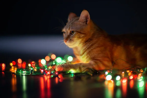 Beautiful Young Orange Tabby Cat Plays Decor Christmas Lights Holiday ...