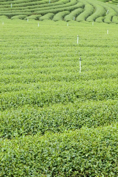 Tea tree farm - Stock Image - Everypixel