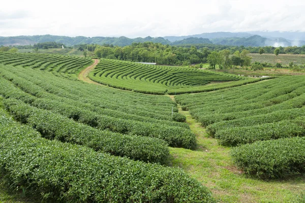 Tea tree farm - Stock Image - Everypixel