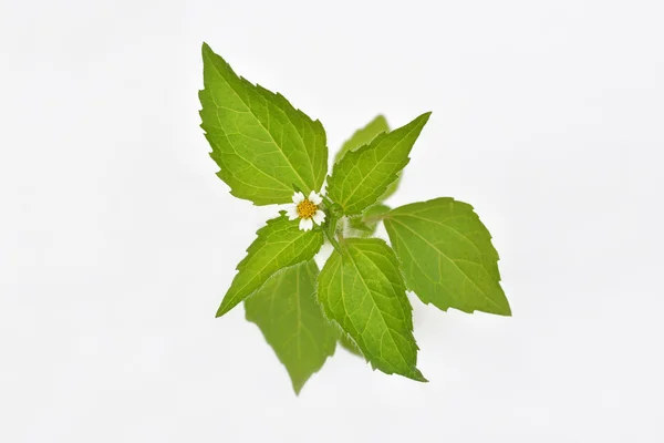 French weed Stock Photos, Royalty Free French weed Images | Depositphotos