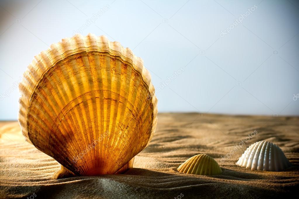 Large Scallop Seashells