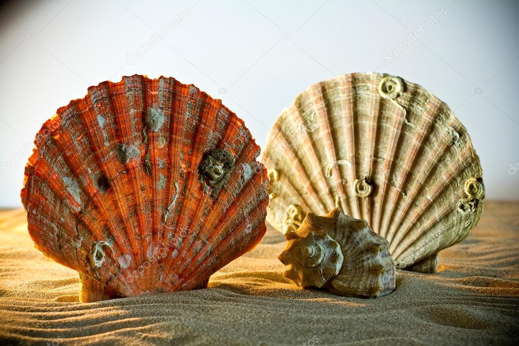 Conchas marinas Conchas marinas, conchas marinas de la playa ...
