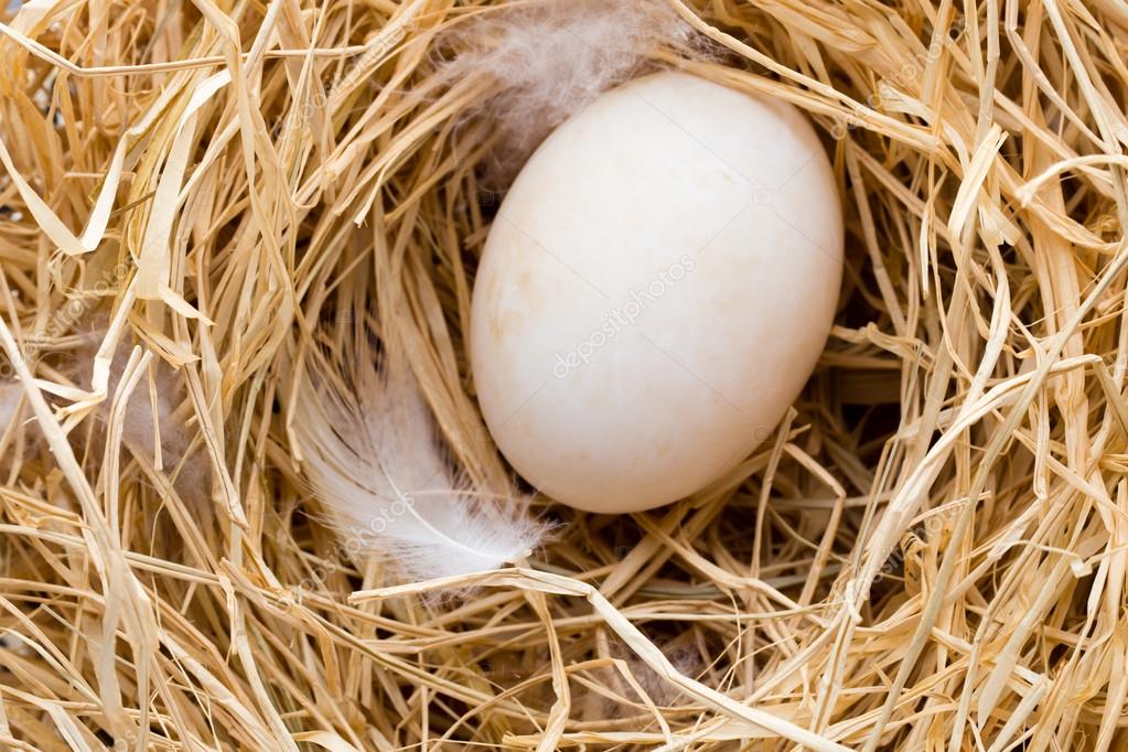 Duck eggs nest, spring Easter symbol. ⬇ Stock Photo, Image by © gitusik ...