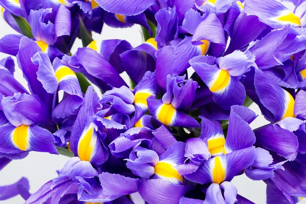 Violet iris flowers background Stock Photo by ©didecs 64305911