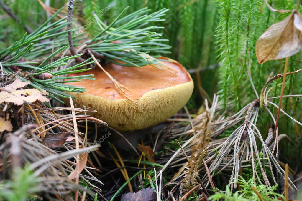 Seta forestal comestible Suillus crece en un bosque de pinos ...