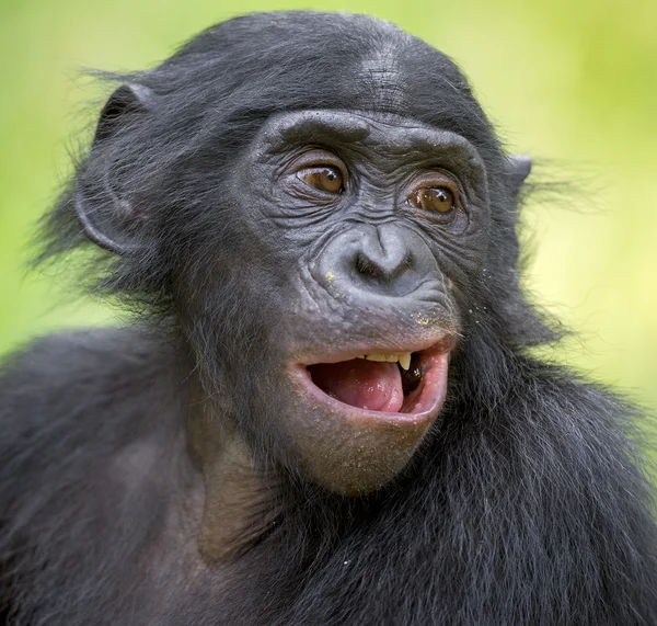 Chimpanzee Stock Photos, Royalty Free Chimpanzee Images | Depositphotos