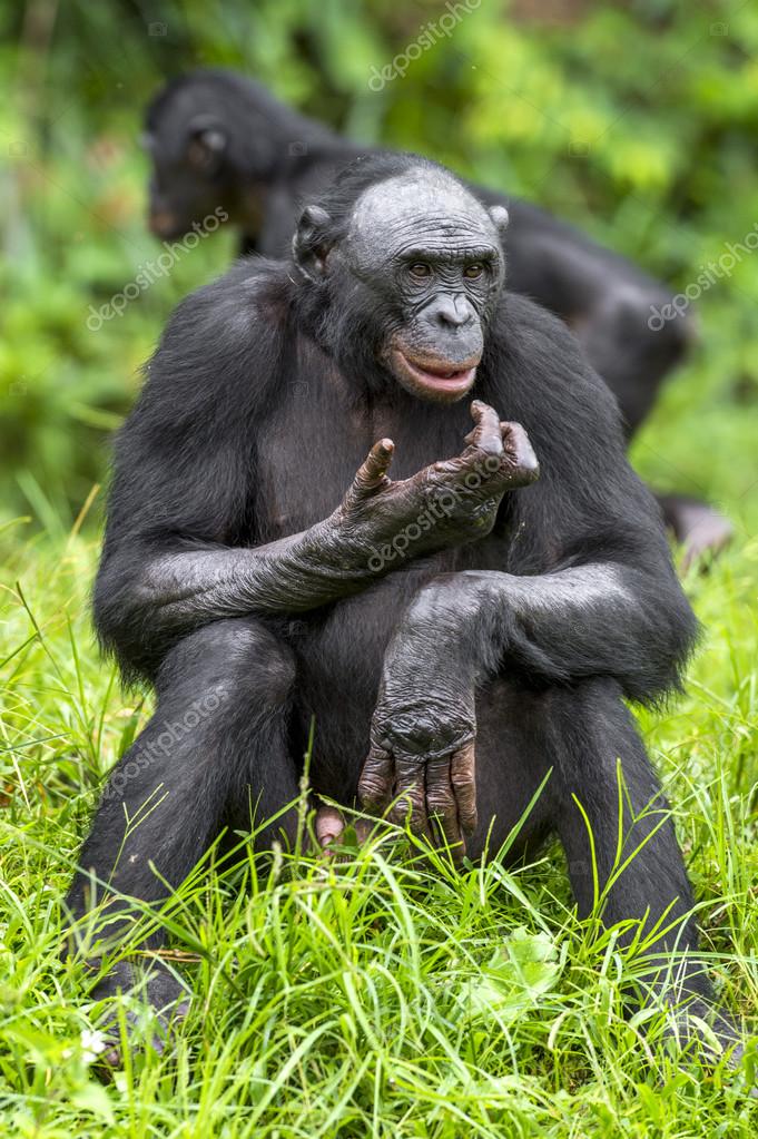 The close up portrait of Bonobo — Stock Photo © SURZet #106986704