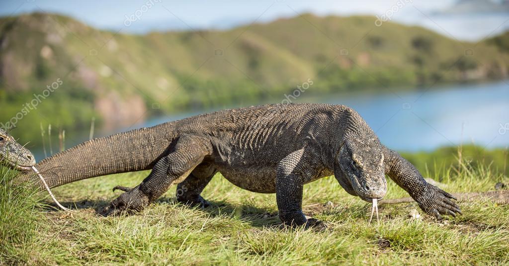 El drag n de Komodo (Varanus komodoensis ) 2024