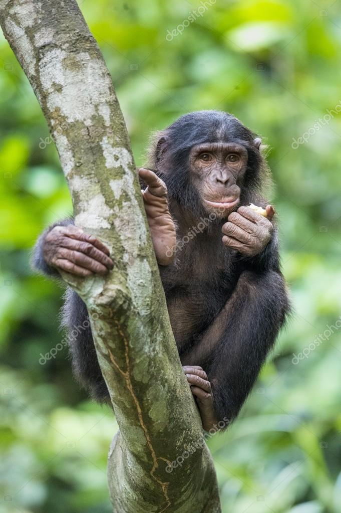 Bonobo on the tree in natural habitat. Stock Photo by ©SURZet 109247832