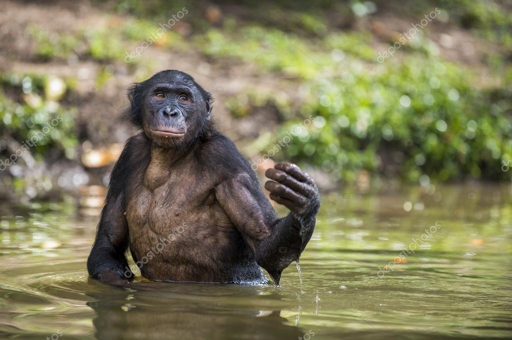 Bonobo standing in water Stock Photo by ©SURZet 110680176