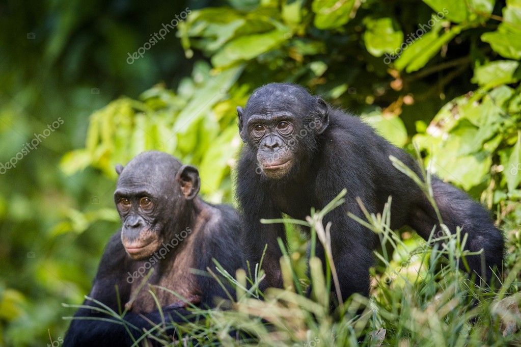 Bonobos in natural habitat. Stock Photo by ©SURZet 110683956