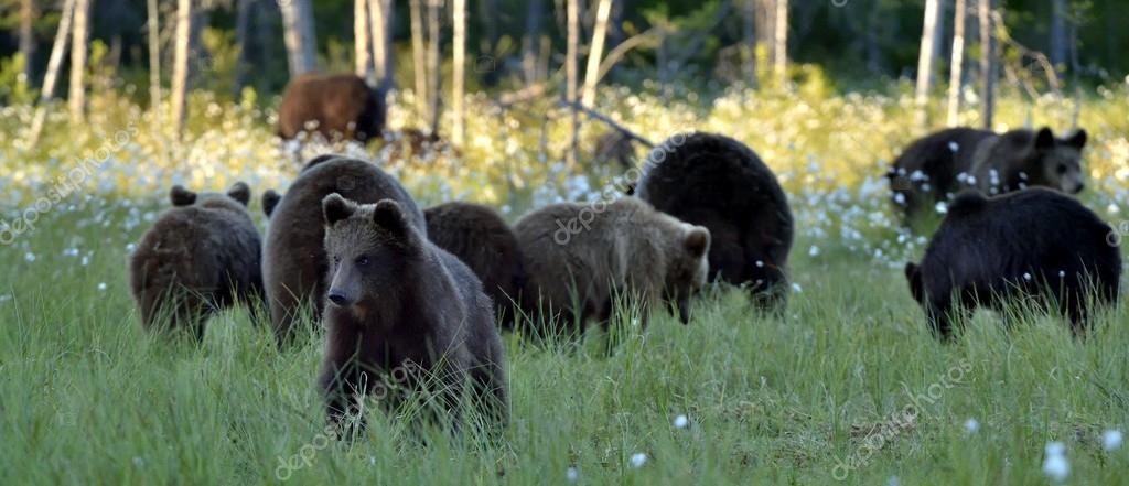 Group of brown bears in wildlife — Stock Photo © SURZet #117620126