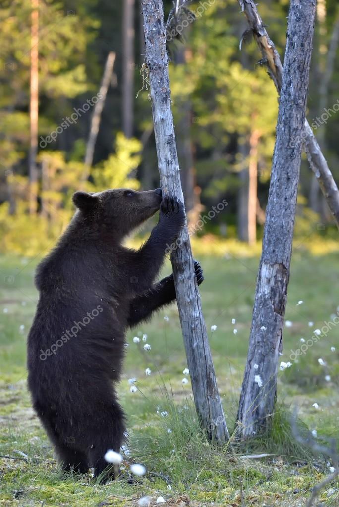 Cub of Brown Bear in wildlife — Stock Photo © SURZet #117621174
