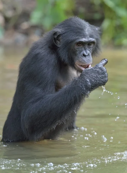 Bonobo Standing