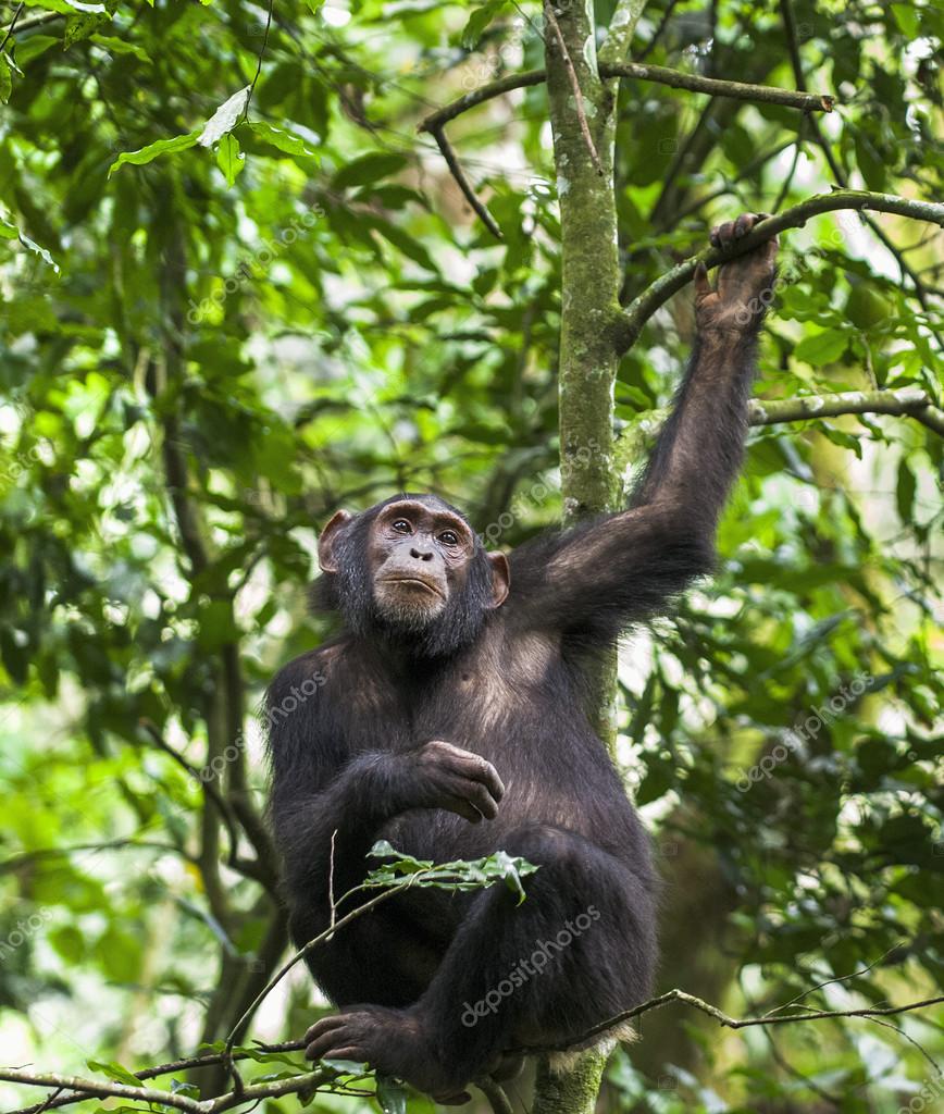 Chimpanzee resting on tree in jungle Stock Photo by ©SURZet 124309756