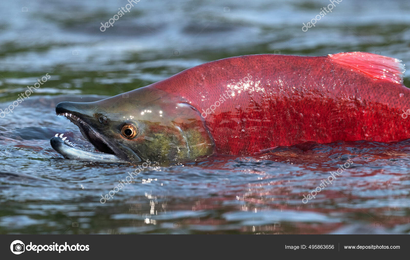 Sockeye Salmon Spawning
