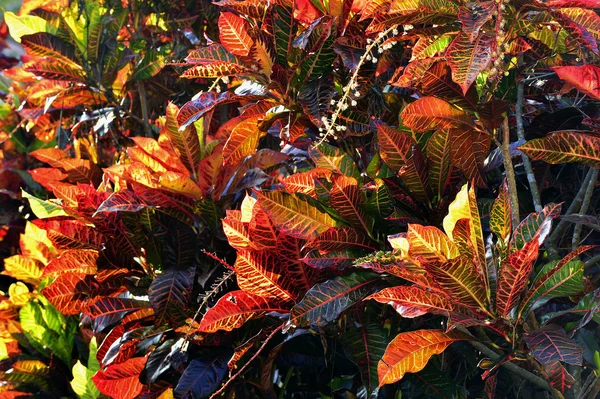 Variegated croton tree Stock Photos, Royalty Free Variegated croton ...