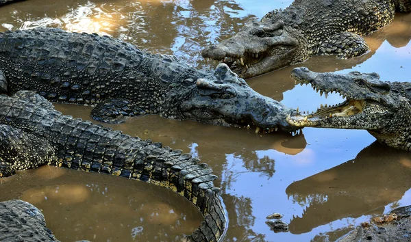 Cuban crocodiles Stock Photos, Royalty Free Cuban crocodiles Images ...