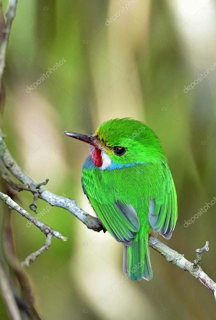 Cuban Tody, Todus multicolor, Stock Photo by ©SURZet 73673437