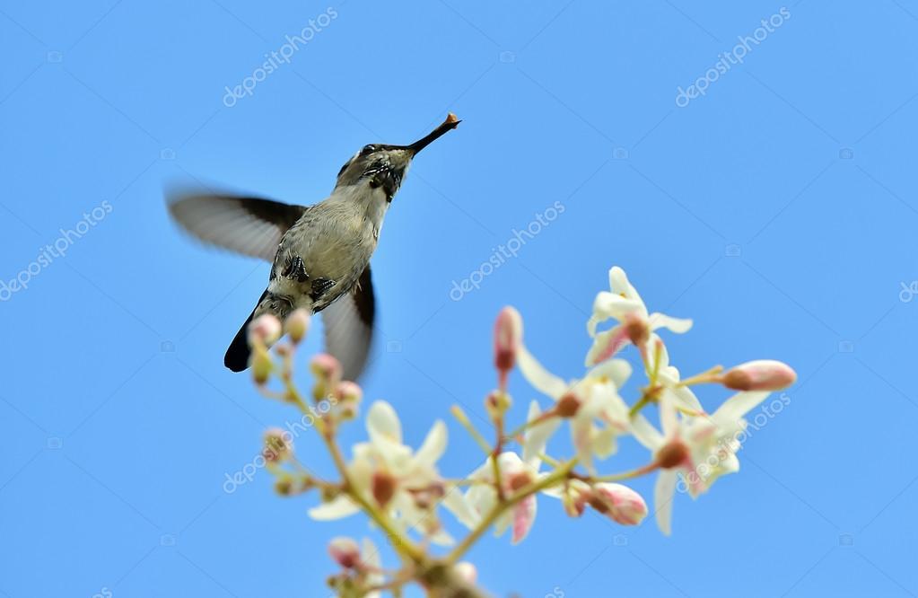Cuban Bee Hummingbird (Mellisuga helenae) — Stock Photo © SURZet #73818907