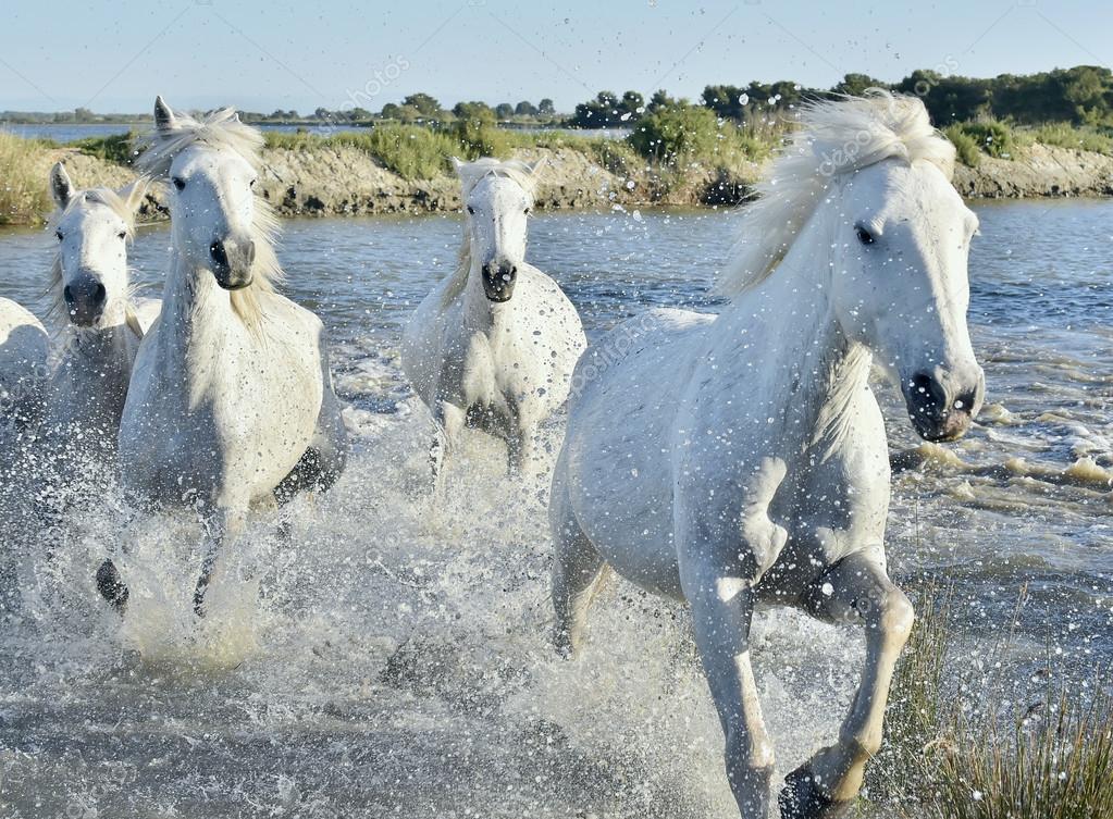 Splash White Horse