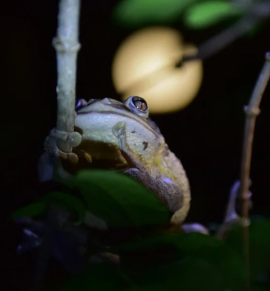 El sapo cubano fotos de stock, imágenes de El sapo cubano sin royalties ...