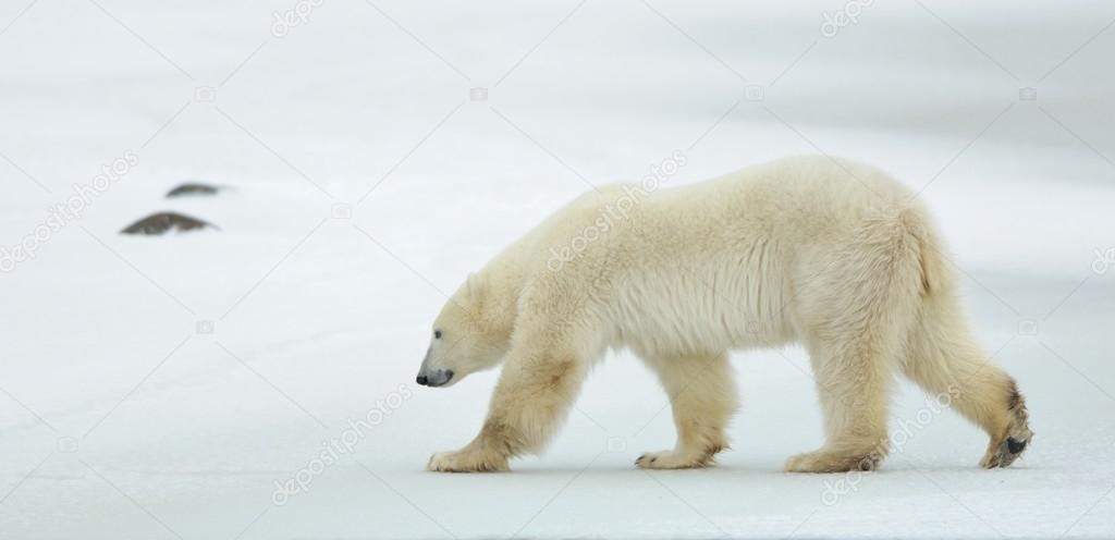Osos polares (Ursus maritimus) en la nieve. 2025