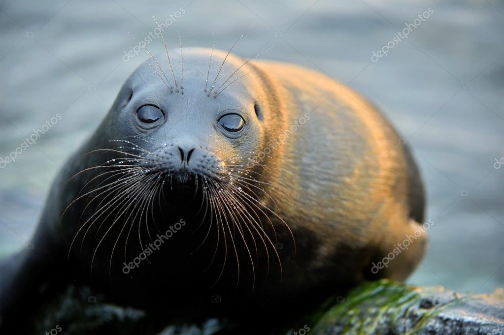 Ladoga-sigillet — stockfoto © SURZet #94912694