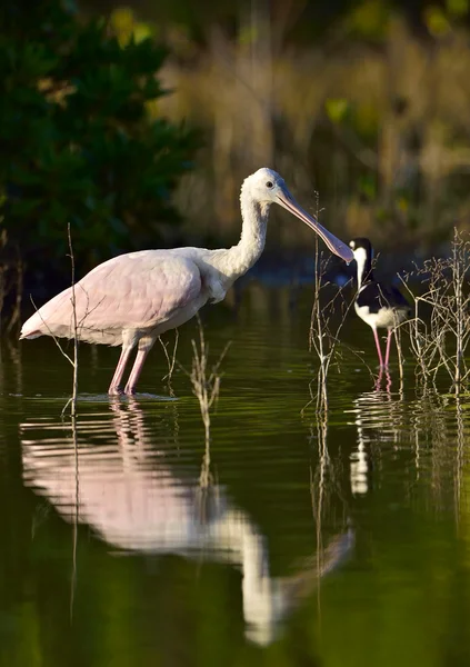The Female Roseate Spoonbill, Platalea ajaja, (sometimes placed in its ...