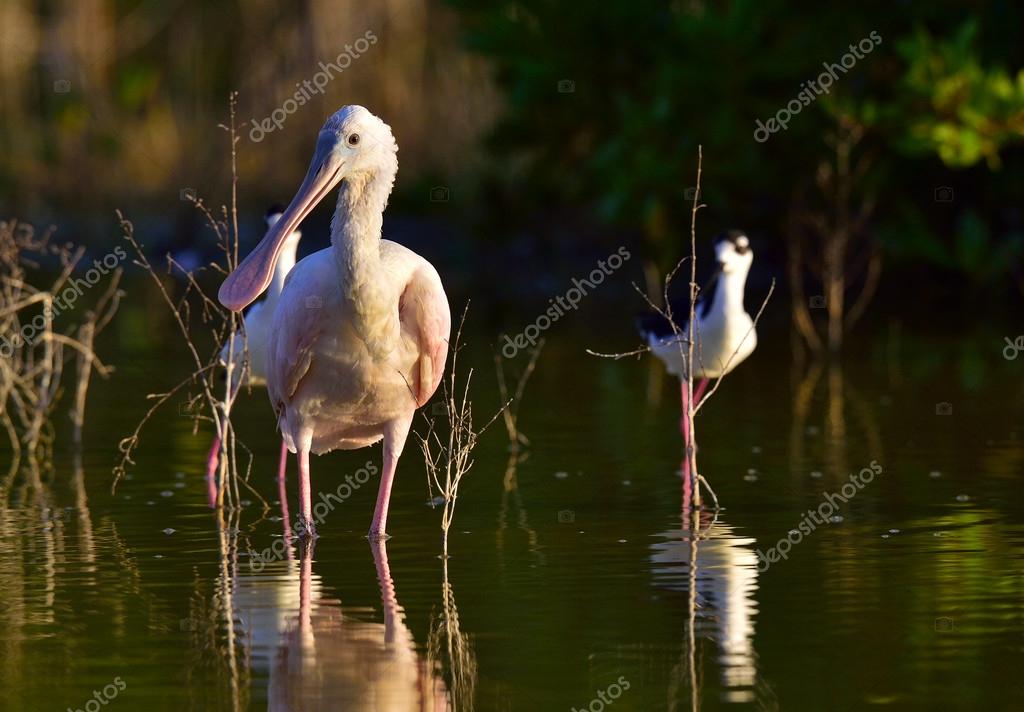 The Female Roseate Spoonbill, Platalea ajaja, (sometimes placed in its ...
