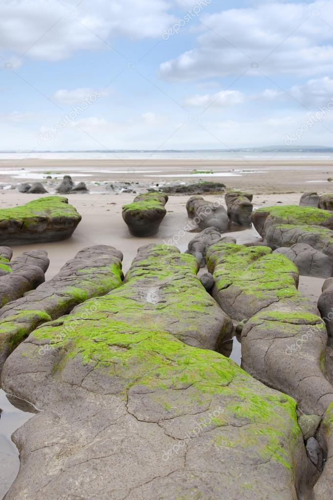 bancos de barro verde en la playa de Beal 2023