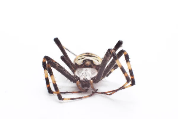 Stack spider Stock Photos, Royalty Free Stack spider Images | Depositphotos
